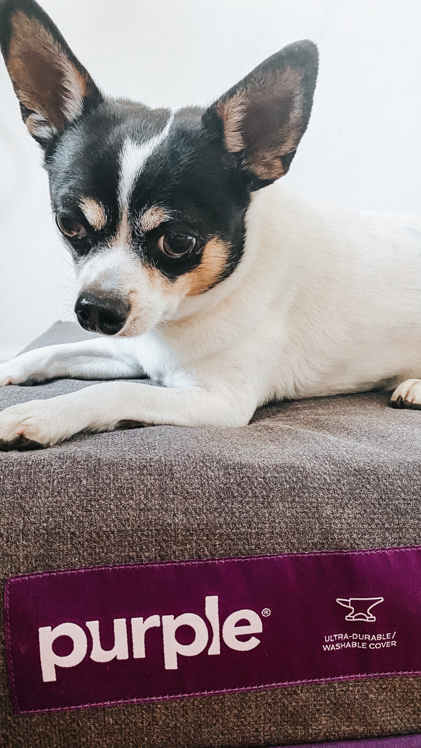 Top Doggie Products You Need to Know About | Pets Must-Haves